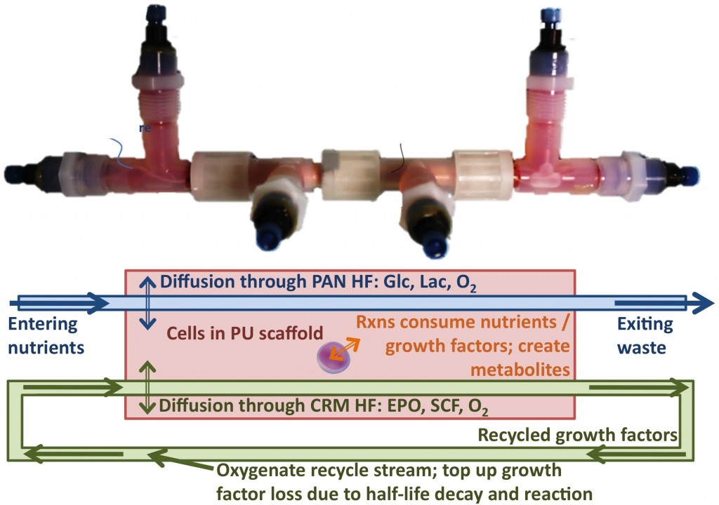 Bioprocess optimization for stem cell tissue engineering | Ruth Misener
